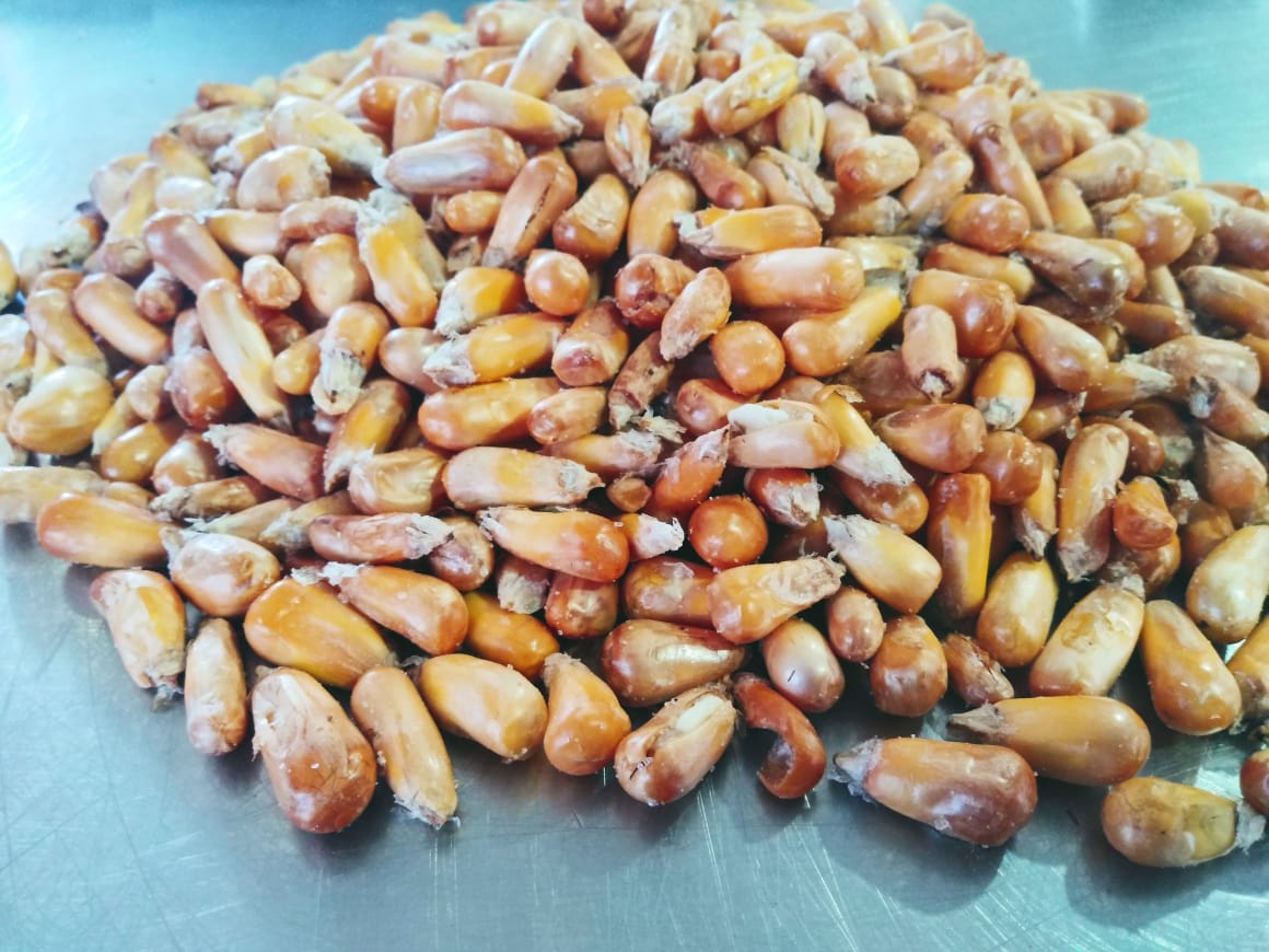 Maiz tostado Chullpi Salado x 500 gr – Comfrutti